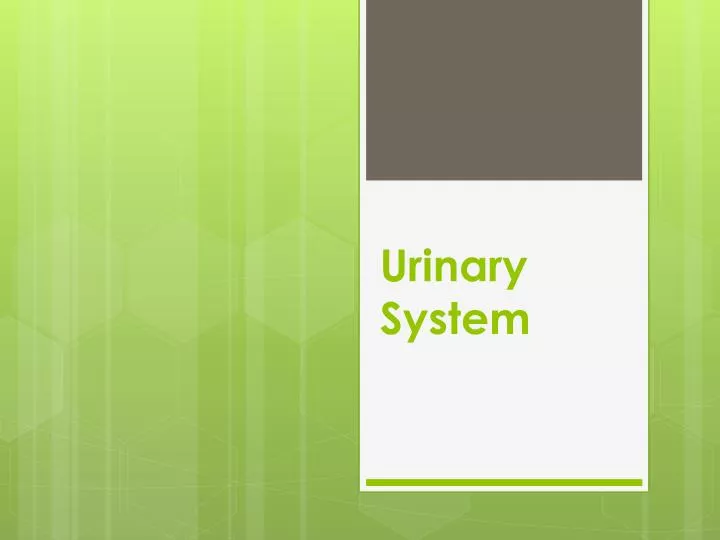 PPT - Urinary System PowerPoint Presentation, free download - ID:1904692