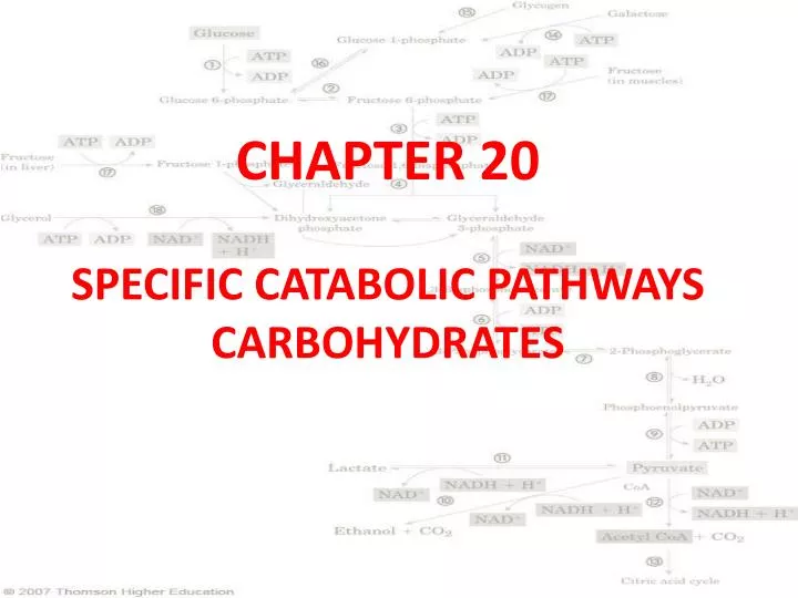 PPT - CHAPTER 20 SPECIFIC CATABOLIC PATHWAYS CARBOHYDRATES PowerPoint ...