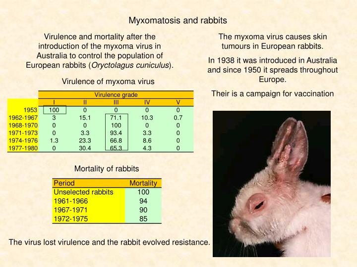 PPT - 12. Selection, adaptation , and the rise of biological complexity ...