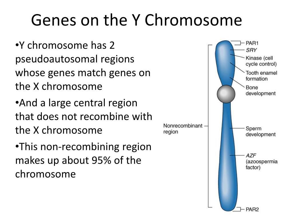 Ppt Sex Chromosomes And Abnormalities Powerpoint Presentation Free