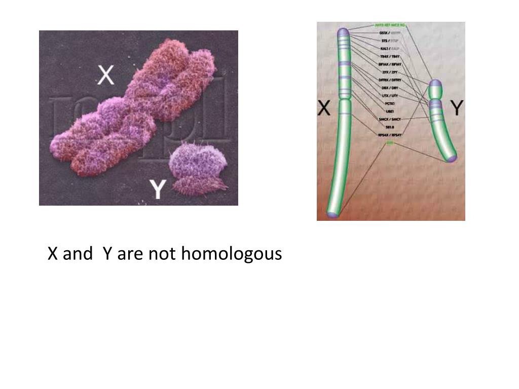 Ppt Sex Chromosomes And Abnormalities Powerpoint Presentation Free