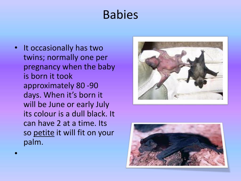 PPT - Western Mastiff Bat by Kasia PowerPoint Presentation, free ...