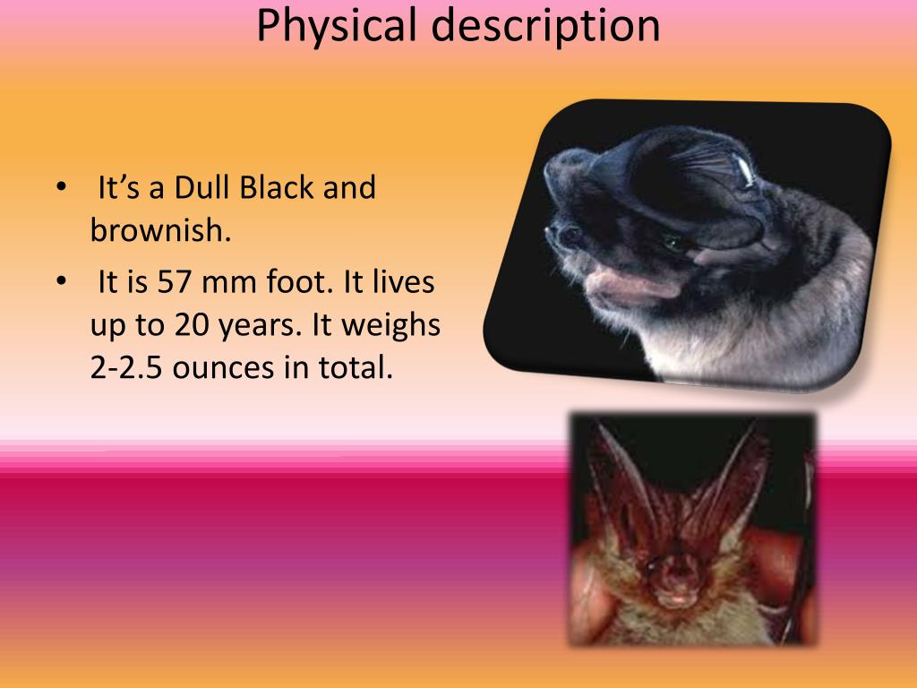 PPT - Western Mastiff Bat by Kasia PowerPoint Presentation, free ...