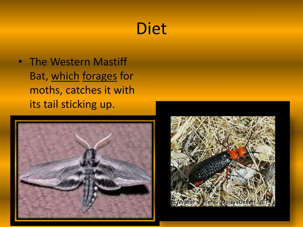 PPT - Western Mastiff Bat by Kasia PowerPoint Presentation, free ...