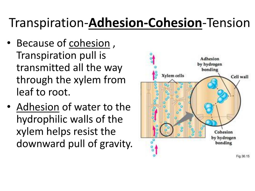 Ppt Lesson 3 Cohesion Adhesion Surface Tension Powerp - vrogue.co Ppt Lesson 3 Cohesion Adhesion Surface Tension Powerp - vrogue.co