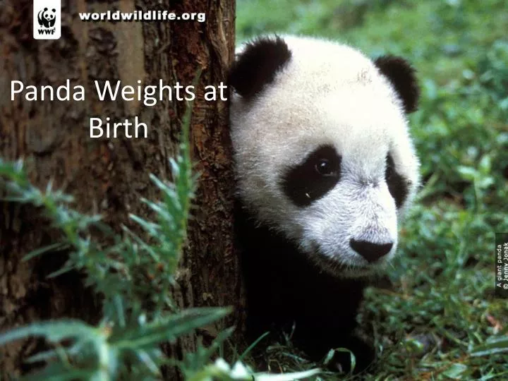 PPT - Panda Weights at Birth PowerPoint Presentation, free download ...