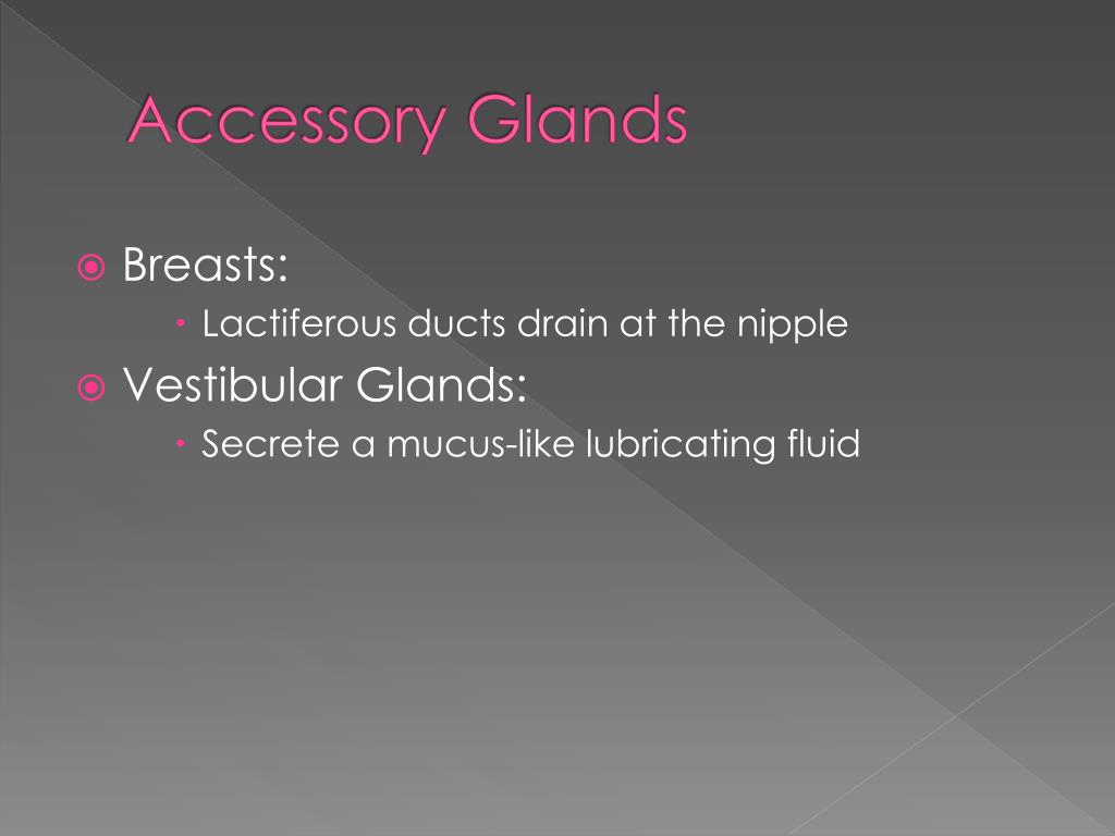 PPT - Female Reproductive Anatomy PowerPoint Presentation, free ...