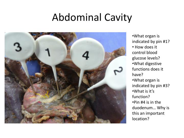 PPT - Rat Dissection PowerPoint Presentation - ID:1906944