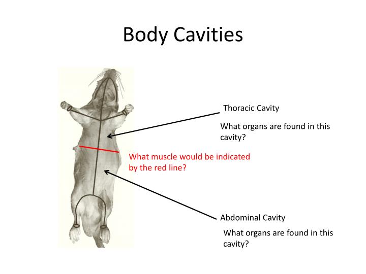 PPT - Rat Dissection PowerPoint Presentation - ID:1906944