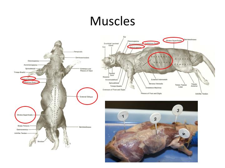 PPT - Rat Dissection PowerPoint Presentation - ID:1906944