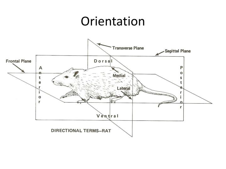 PPT - Rat Dissection PowerPoint Presentation - ID:1906944