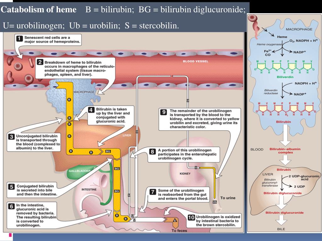 PPT - Chemical Examination of Urine Renal Block PowerPoint Presentation ...