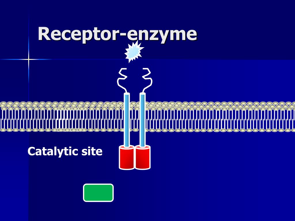 PPT - Principles of Pharmacology: Pharmacodynamics PowerPoint ...