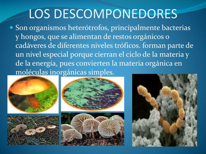 PPT - LA CADENA ALIMENTICIA PowerPoint Presentation - ID:1908754