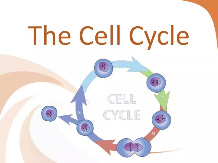 PPT - The Cell Cycle PowerPoint Presentation, free download - ID:1909015