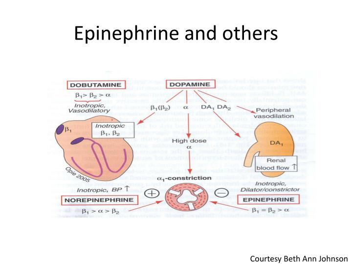 PPT - Pharmacologic Therapy in Heart Disease PowerPoint Presentation ...