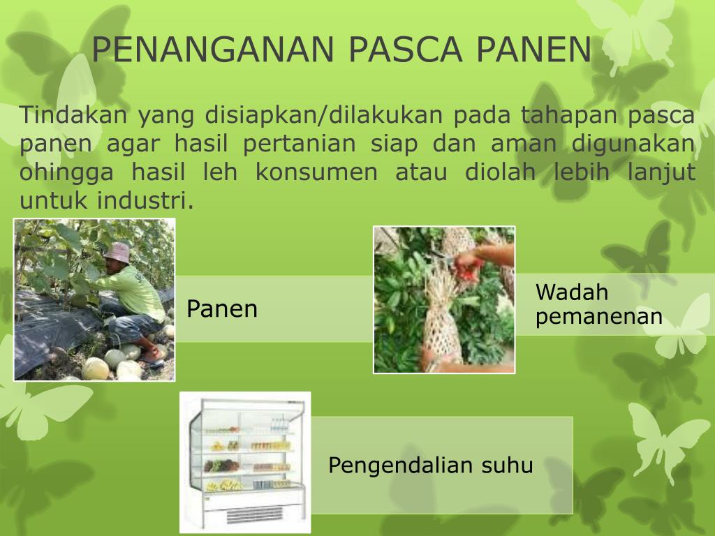 PPT - PENGELOLAAN PASCA PANEN BUAH-BUAHAN PowerPoint Presentation, free ...