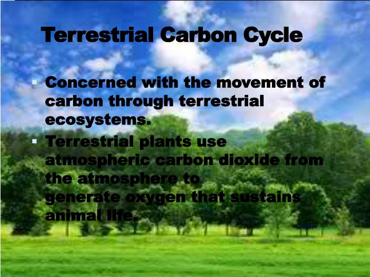 PPT - Carbon Cycle PowerPoint Presentation - ID:1909911