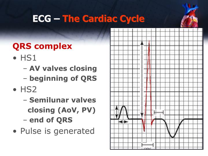 PPT - Electrocardiogram PowerPoint Presentation - ID:1910947