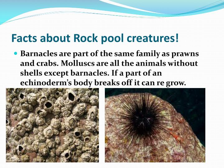 PPT - Rock Pool Creatures! PowerPoint Presentation - ID:1911431