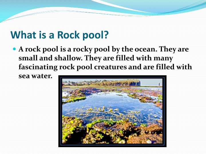 PPT - Rock Pool Creatures! PowerPoint Presentation - ID:1911431