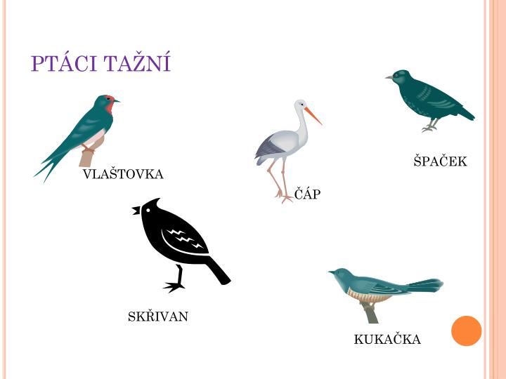 PPT - PTÁCI PowerPoint Presentation - ID:1911759