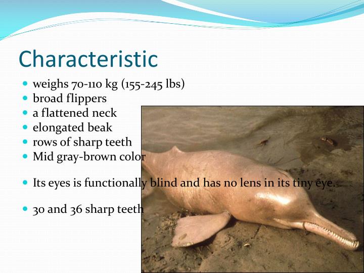 PPT - Indus River Dolphin Platanista Minor PowerPoint Presentation - ID ...