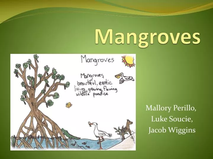 PPT - Mangroves PowerPoint Presentation, free download - ID:1912010