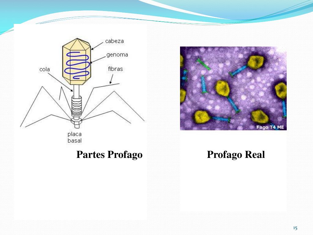 PPT - Microbiología y parasitología unidad 2. Virología PowerPoint ...
