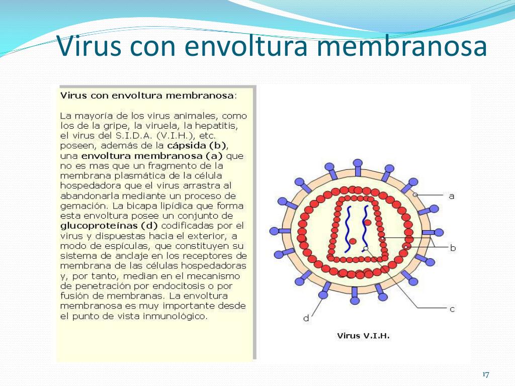PPT - Microbiología y parasitología unidad 2. Virología PowerPoint ...