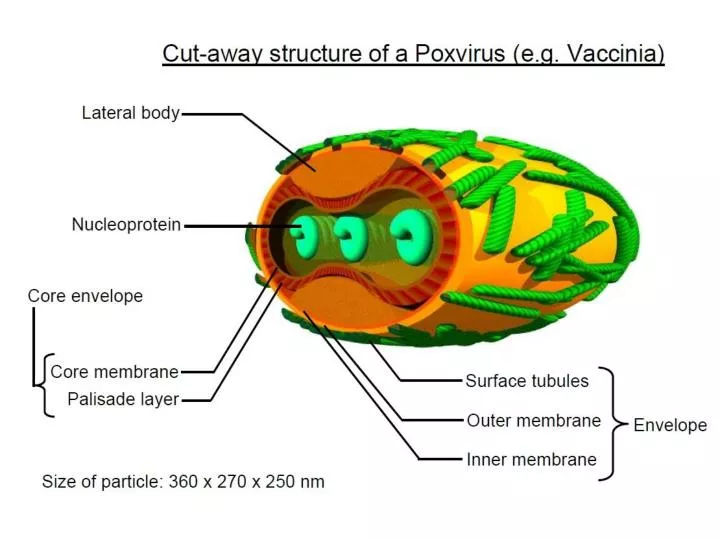 PPT - Linear map of the LSDV genome. PowerPoint Presentation, free ...