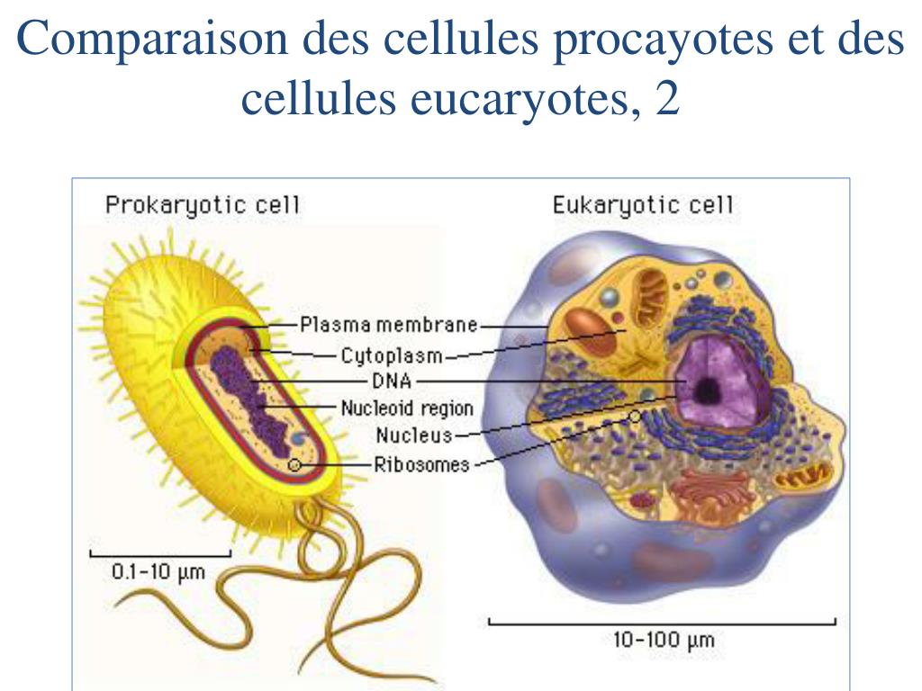 PPT R vision Et D tails D Es tres Vivants Et Des Cellules PowerPoint PPT R vision Et D tails D Es tres Vivants Et Des Cellules PowerPoint