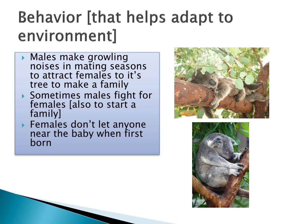 PPT - Koala Australia’s Symbol PowerPoint Presentation, free download ...