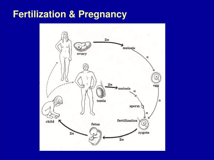 PPT - Fertilization & Pregnancy PowerPoint Presentation, free download ...