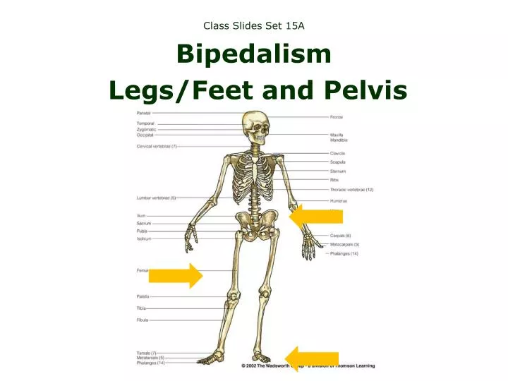 PPT - Class Slides Set 15A Bipedalism Legs/Feet and Pelvis PowerPoint Presentation - ID:1914493