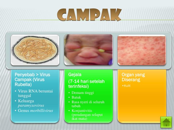 PPT - PENYAKIT PADA MANUSIA YANG DISEBABKAN OLEH VIRUS PowerPoint ...