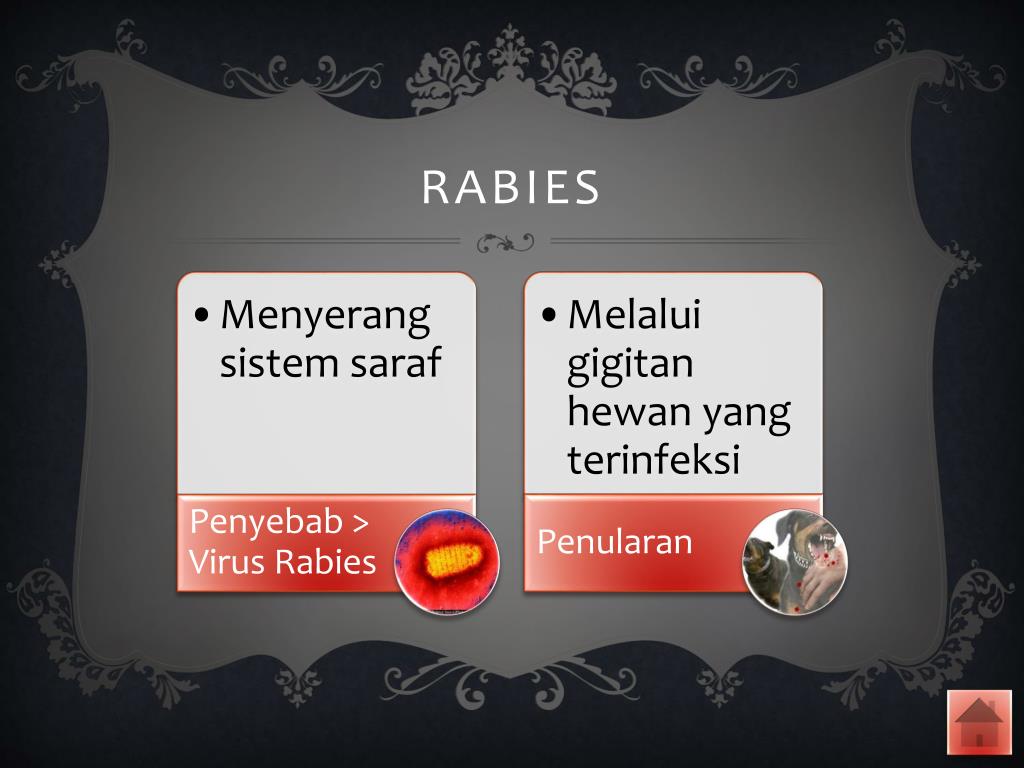 PPT - PENYAKIT PADA MANUSIA YANG DISEBABKAN OLEH VIRUS PowerPoint ...
