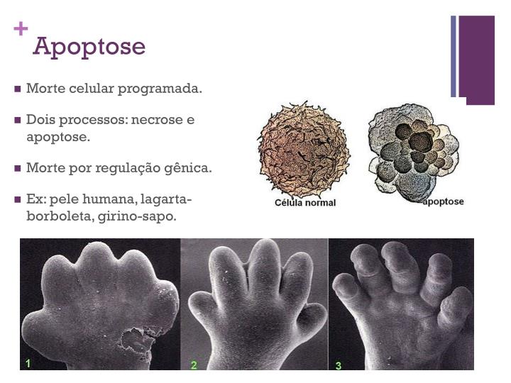 PPT - Biologia Molecular PowerPoint Presentation - ID:1916128