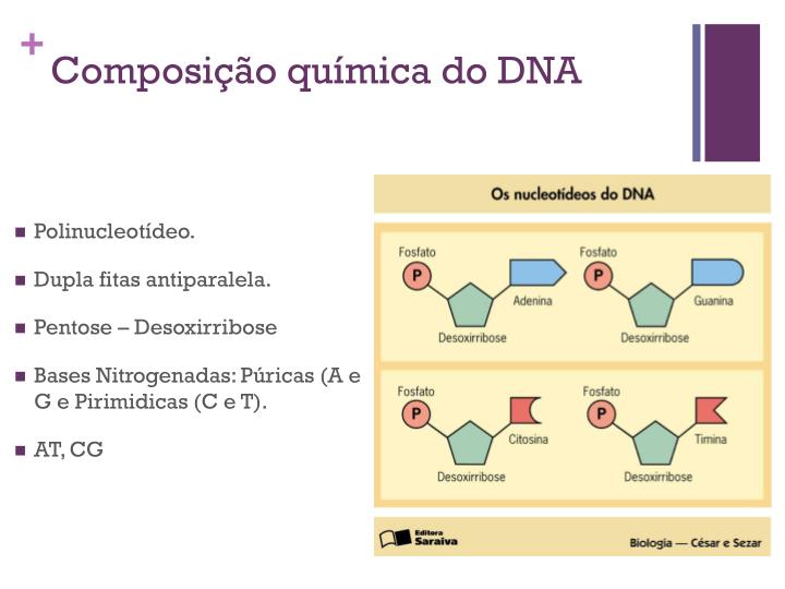 PPT - Biologia Molecular PowerPoint Presentation - ID:1916128