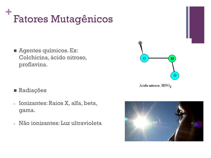 PPT - Biologia Molecular PowerPoint Presentation - ID:1916128