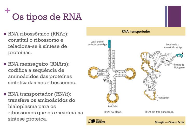PPT - Biologia Molecular PowerPoint Presentation - ID:1916128