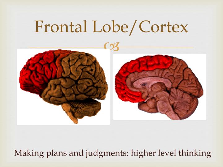 PPT - Anatomy and Functions of the Brain PowerPoint Presentation - ID ...