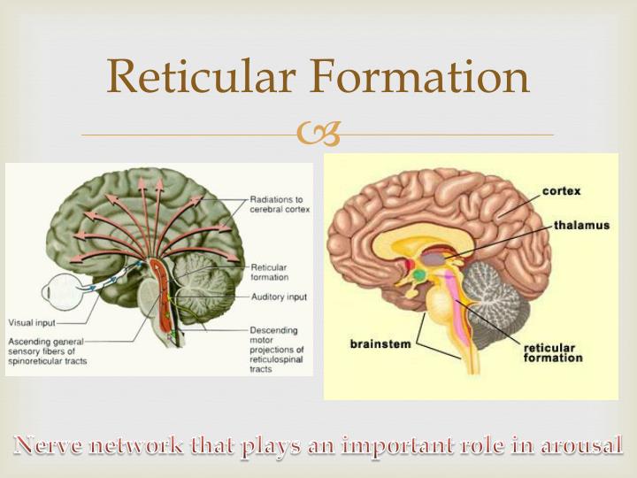 Reticular Formation