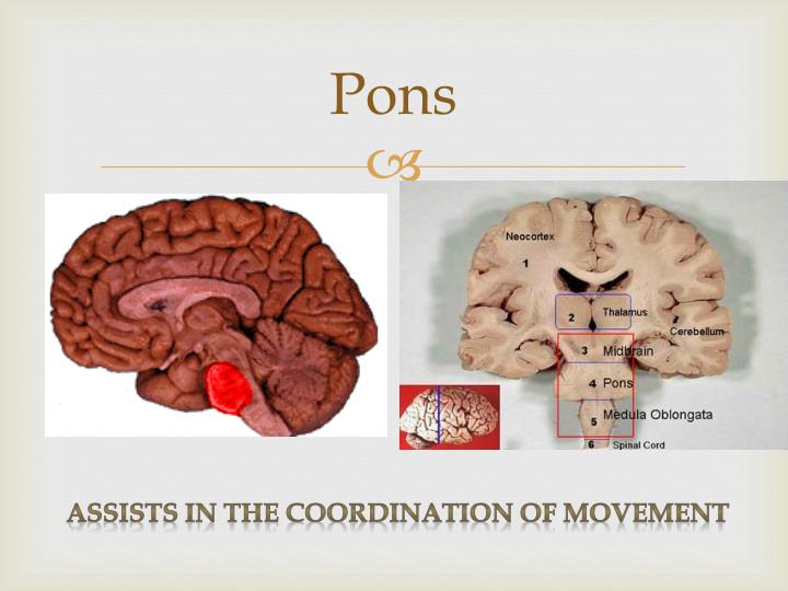 PPT - Anatomy and Functions of the Brain PowerPoint Presentation - ID ...