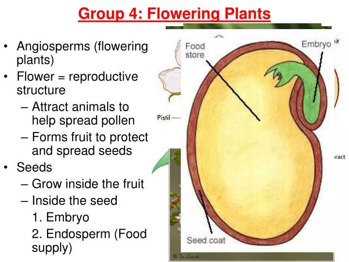 PPT - Group 4: Flowering Plants PowerPoint Presentation, free download ...