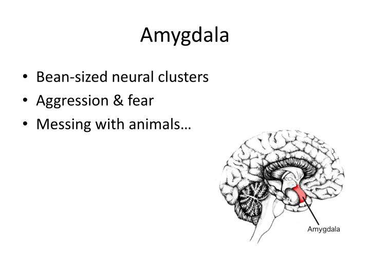 PPT - AP Psychology The Brain ! EQ: How do different brain areas ...