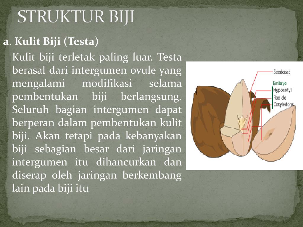 PPT - ASSALAMMU’ALAIKUM WR. WB BIOLOGI 3 B PowerPoint Presentation ...