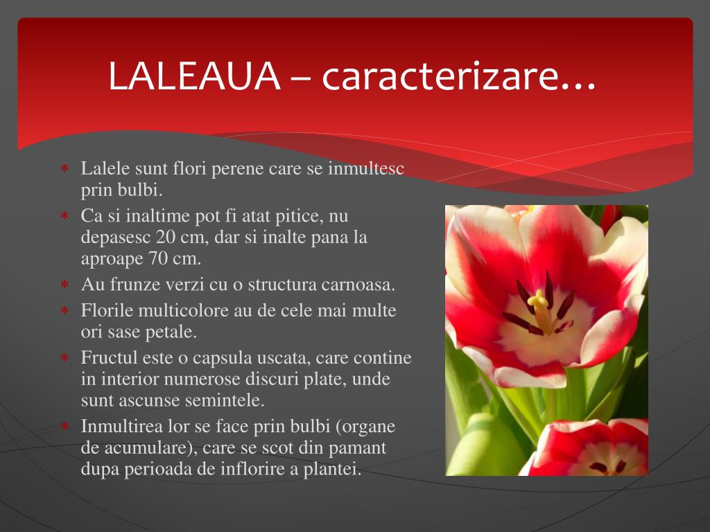 PPT - LALELELE – florile minunate ale PRIMAVERII PowerPoint ...