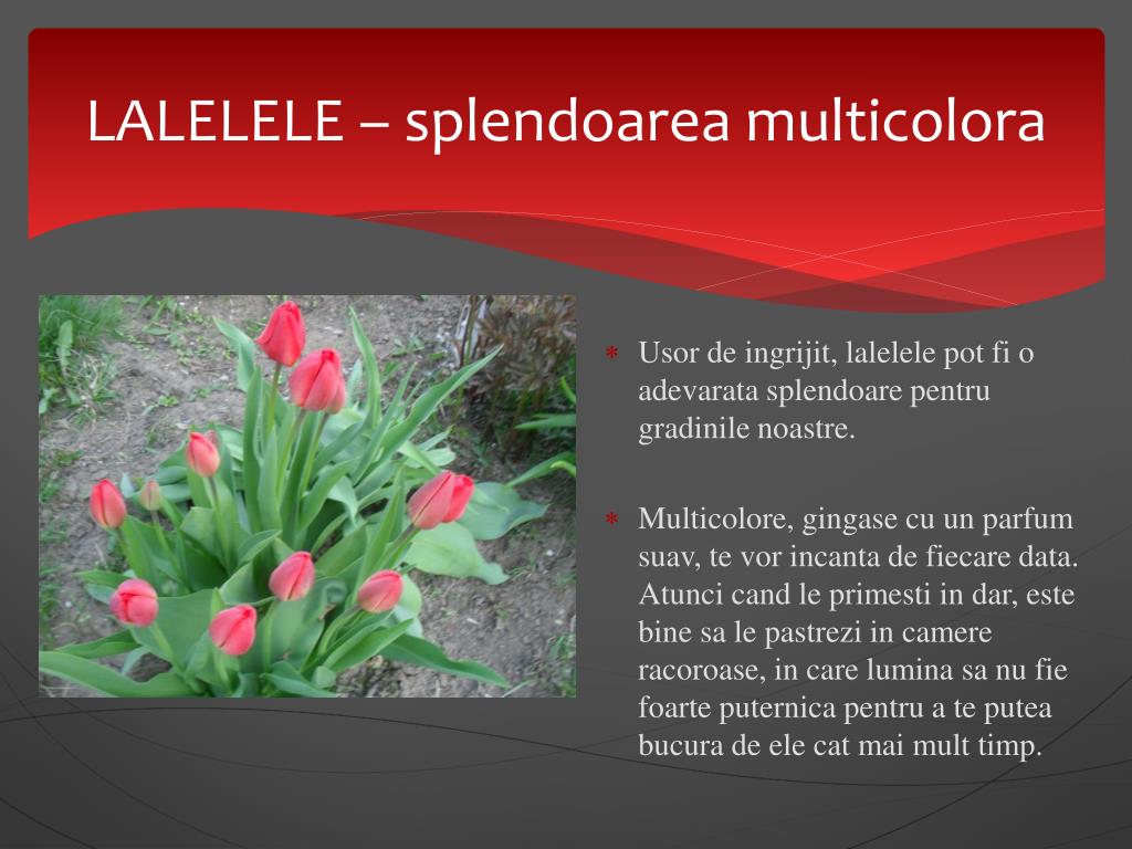 PPT - LALELELE – florile minunate ale PRIMAVERII PowerPoint ...