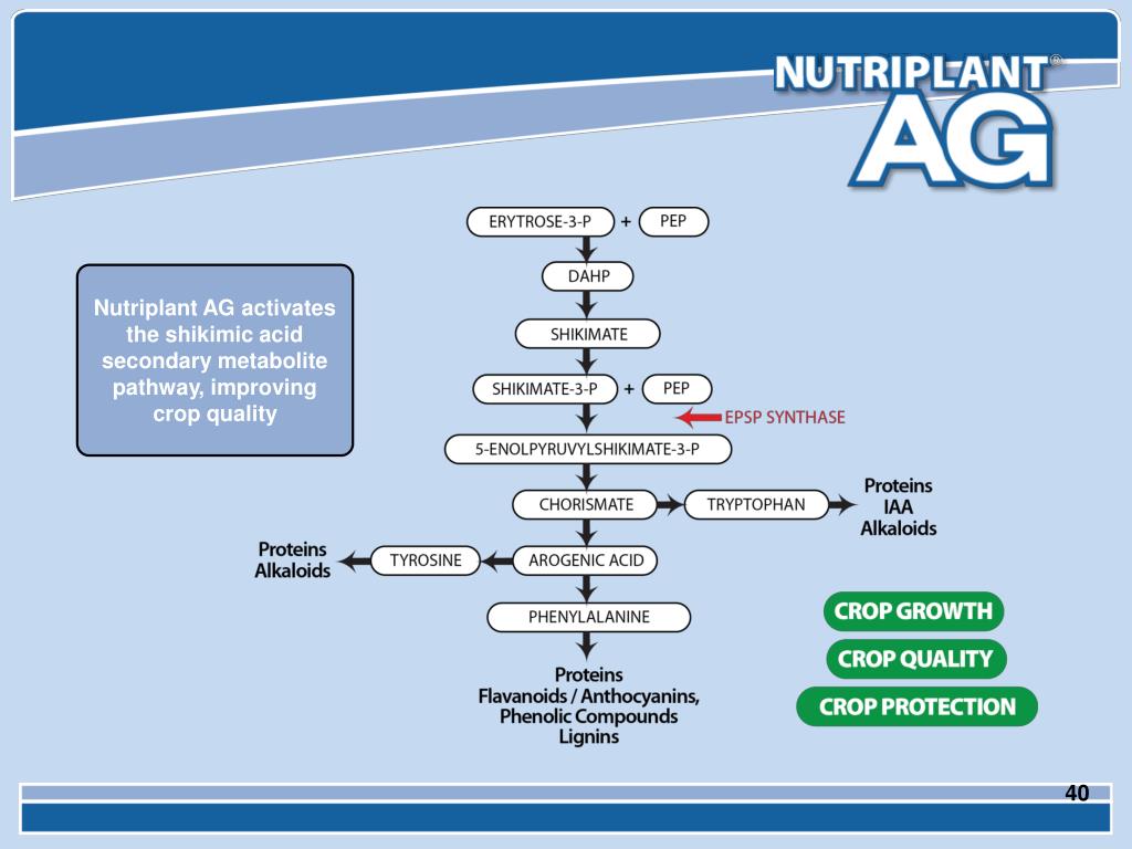 PPT - Nutriplant SD/SL seed treatment Nutriplant AG foliar nutrition ...